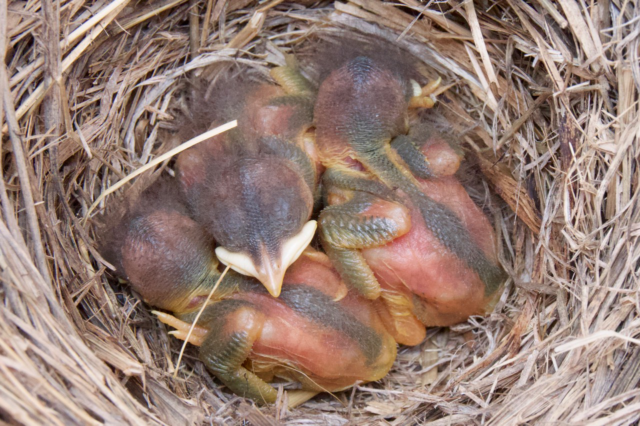 2020 Mountain Bluebird Trail Results - Legacy Land Trust